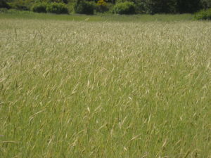 La segale, il cereale da rilanciare nei parchi nazionali calabresi ...