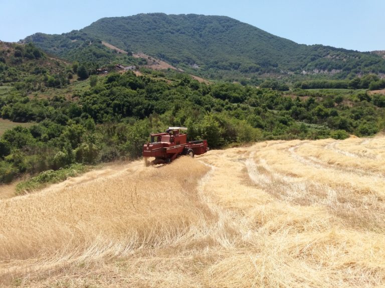 La segale, il cereale da rilanciare nei parchi nazionali calabresi ...